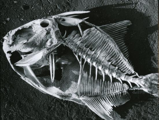 'Dead Fish, Bones, Sand, c. 1965' Photographic Print - Brett Weston ...