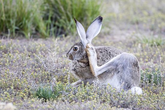 USA, Wyoming, Sublette County. White-tailed Jackrabbit scratches behind ...