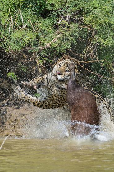 'Jaguar male, hunting Capybara. Cuiaba River, Pantanal, Brazil ...