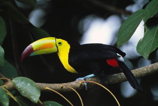'Keel-billed toucan perching on branch, Tikal National Park, Guatemala ...