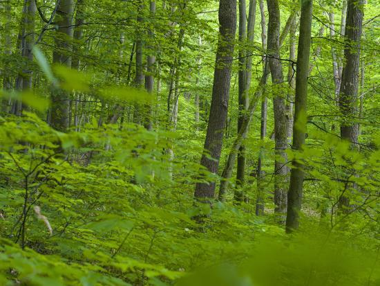 'Primeval Beech Forests of the Carpathians and the Ancient Beech ...