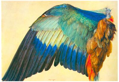 'Albrecht Durer Wing of a Blaurake Art Print Poster' Prints ...