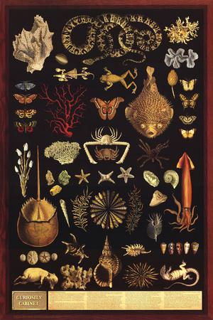 Curiosity Cabinet Under Water Educational Chart Poster | AllPosters.com