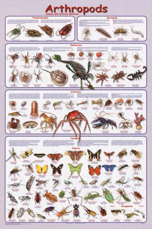 'Laminated Arthropods Insect Educational Science Chart Poster' Posters ...