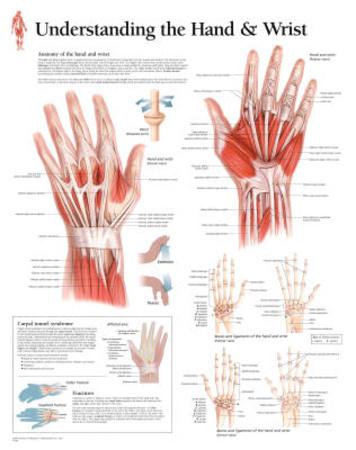 'Understanding the Hand and Wrist Educational Chart Poster' Poster ...