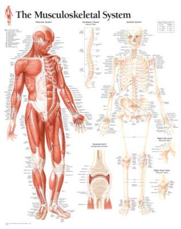 'Musculoskeletal System Educational Chart Poster' Print | AllPosters.com