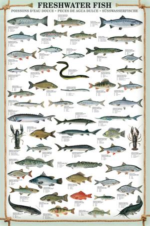 Fresh Water Fish Educational Poster | AllPosters.com
