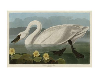 Common American Swan Prints - John James Audubon | AllPosters.com