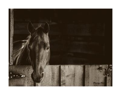 'Trooper' Poster - Barry Hart | AllPosters.com