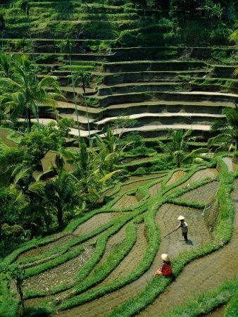 'Ubud, Rice Terraces, Bali, Indonesia' Photographic Print - Steve ...