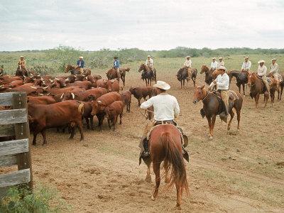 'Cowboys on the King Ranch Move Santa Gertrudis Cattle from the Roundup ...