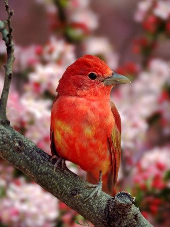 Male Summer Tanager Photographic Print - Adam Jones | AllPosters.com