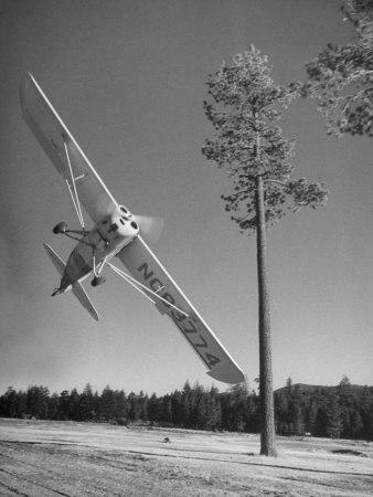 Pilot Sammy Mason Flying around a Tree During a Performance of His ...