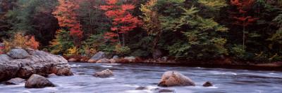 Trees Along a River, Moose River, Adirondack Mountains, New York State ...