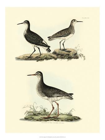 'Selby Sandpipers II' Posters - John Selby | AllPosters.com