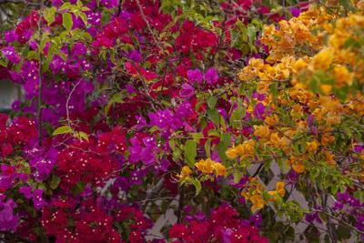 Bougainvillea Flowers, Princess Cays, Eleuthera, Bahamas Photographic ...