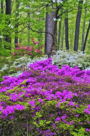 'Winterthur Gardens, Delaware, USA' Photographic Print | AllPosters.com