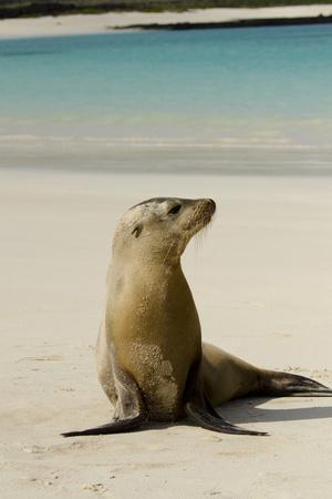 Galapagos Sea Lion on the Beach, San Cristobal, Galapagos, Ecuador ...