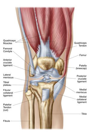 Anatomy of Human Knee Joint | AllPosters.com