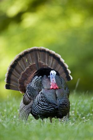 Eastern Wild Turkey Gobbler Strutting, Holmes, Mississippi, Usa ...