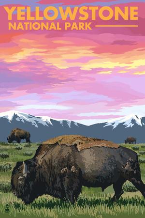 'Yellowstone National Park - Bison and Sunset' Art - Lantern Press ...