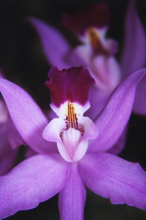'Costa Rica, Ankester Botanical Gardens, Close Up of Orchid ...