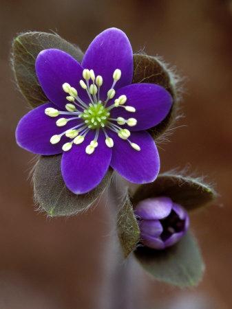 'Hepatica and Bud, Lapeer, Michigan, USA' Photographic Print - Claudia ...