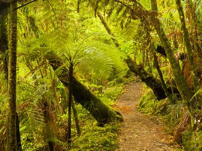 'Trail, Waitakere Range Regional Park, North Island, New Zealand ...