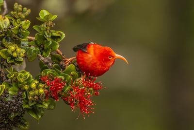 Close-Up of Iiwi Bird on Ohia Tree, Hakalau Forest NWR, Hawaii, USA ...