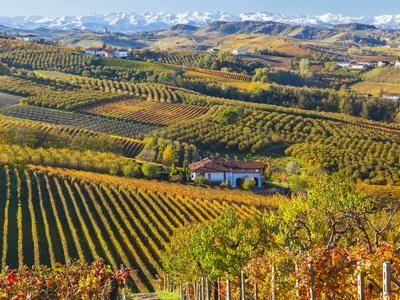 'Vineyards, Nr Alba, Langhe, Piedmont (or Piemonte or Piedmonte), Italy ...