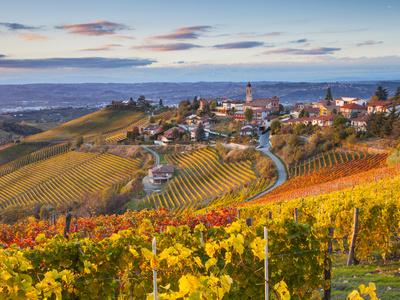 'Vineyards, Treiso, Nr Alba, Langhe, Piedmont (or Piemonte or Piedmonte ...