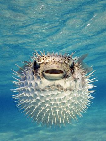 'Close-up of a Puffer Fish, Bahamas' Photographic Print | AllPosters.com