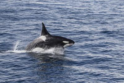 Adult Bull Type a Killer Whale (Orcinus Orca) Power Lunging in the ...