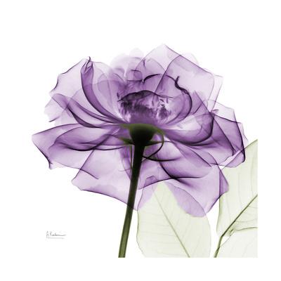 'Purple Rose' Art - Albert Koetsier | AllPosters.com