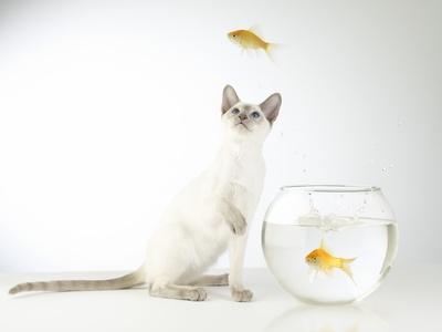 'Siamese kitten with jumping goldfish' Photographic Print - Steve ...