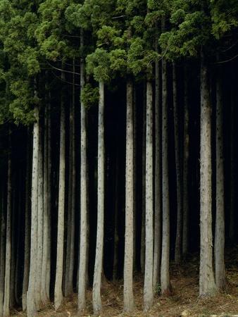 Japanese cedar forest, Akita Prefecture, Japan Photographic Print - Aso ...