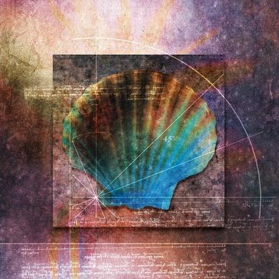 'Colorful Clam Shell and Geometry' Photographic Print - Colin Anderson ...
