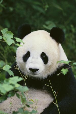 Giant Panda in the Forest Photographic Print - DLILLC | AllPosters.com