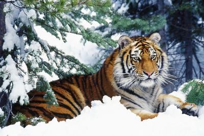'Siberian Tiger Endangered Species' Photographic Print | AllPosters.com