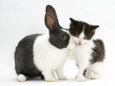 'Black-And-White Kitten with Blue Dutch Rabbit' Photographic Print ...