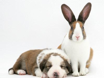 'Fawn Dutch Rabbit with Sleeping Sable-And-White Border Collie Pup ...