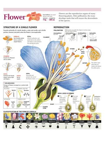 Infographic of the Flower Parts and their Classification. Pollination ...