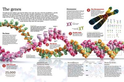 'Infographic of the Structure of Dna and the Mechanism of Genetic ...