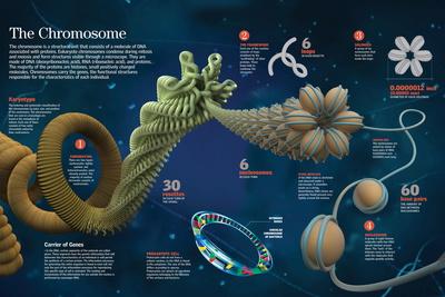 'Infographic of the Structure and Function of Chromosomes' Posters ...