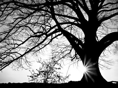 'Old Tree' Photographic Print - PhotoINC | AllPosters.com
