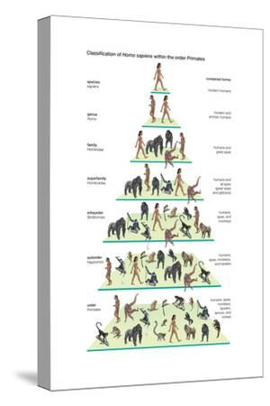 'Classification of Modern Humans (Homo Sapiens) Within the Order ...