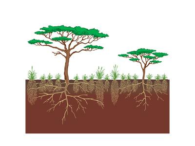 'Vegetation Profile of a Savanna. Biosphere, Earth Sciences' Posters ...