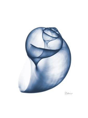 Indigo Water Snail - Albert Koetsier | AllPosters.com