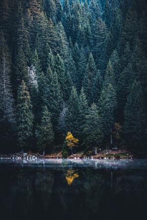 Alone Against All Photographic Print - Philippe Saint-Laudy ...