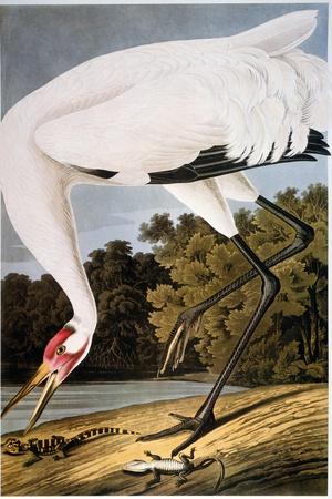 'Audubon: Whooping Crane' Giclee Print - John James Audubon ...